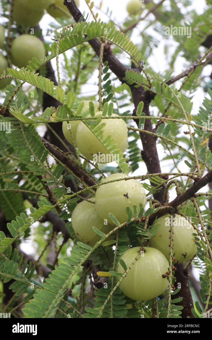 Amla gooseberry hi-res stock photography and images - Alamy