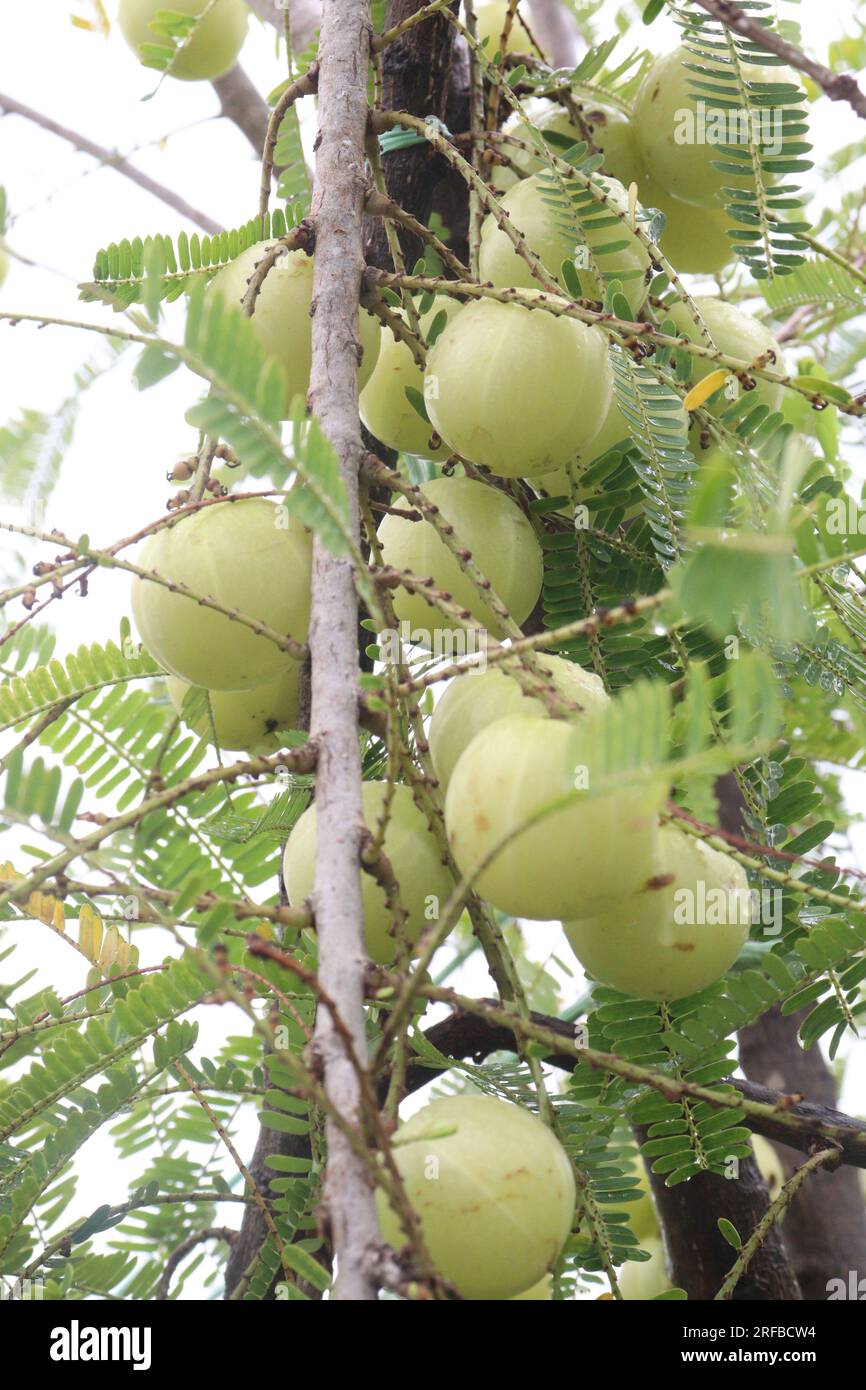 Amla tree hi-res stock photography and images - Alamy