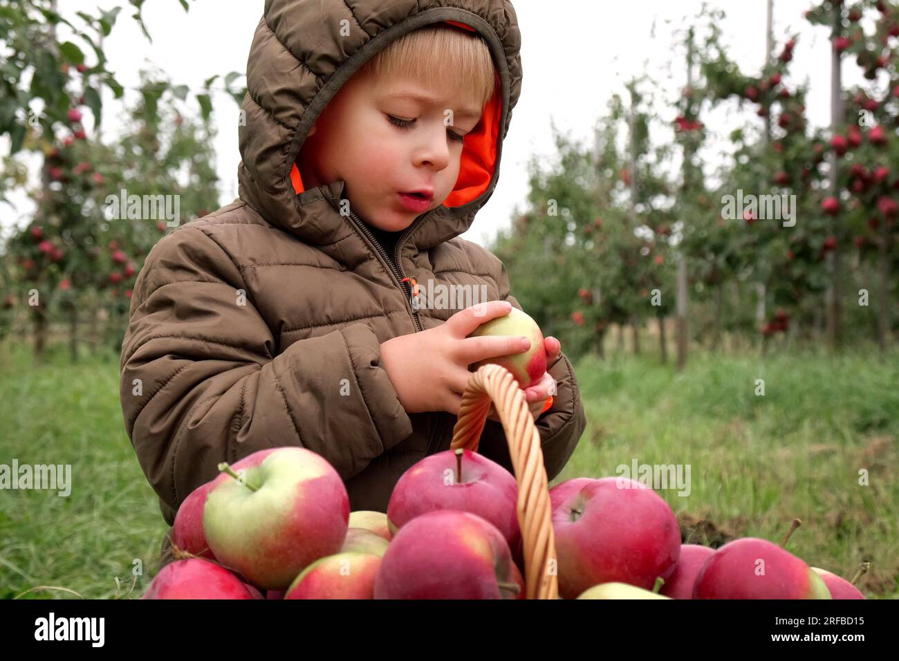 Young Child in the Apple Orchard before Harvesting. Small Toddler Boy ...