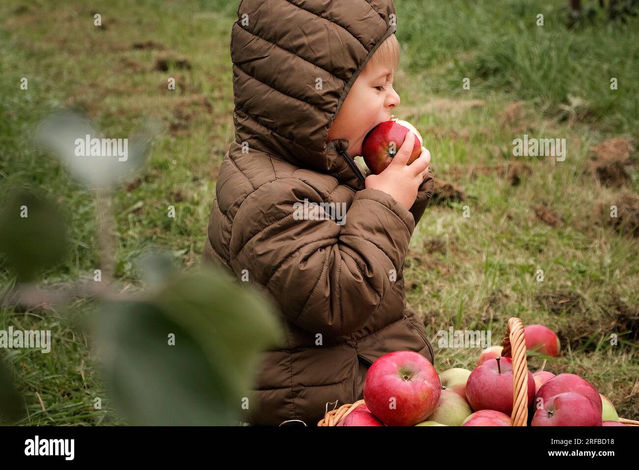 Young Child in the Apple Orchard before Harvesting. Small Toddler Boy ...