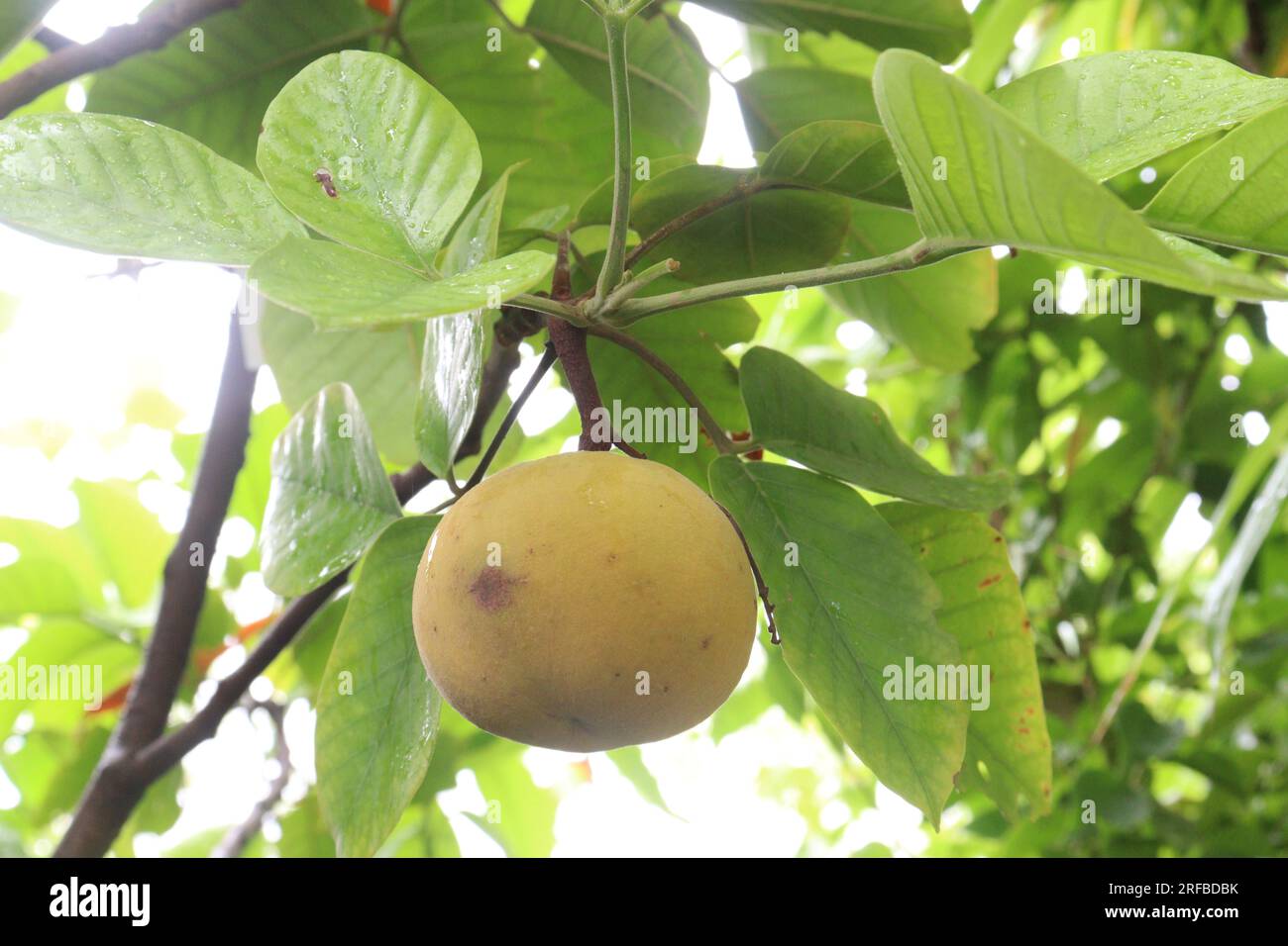 Santol fruit on tree in farm for harvest are cash crops Stock Photo - Alamy