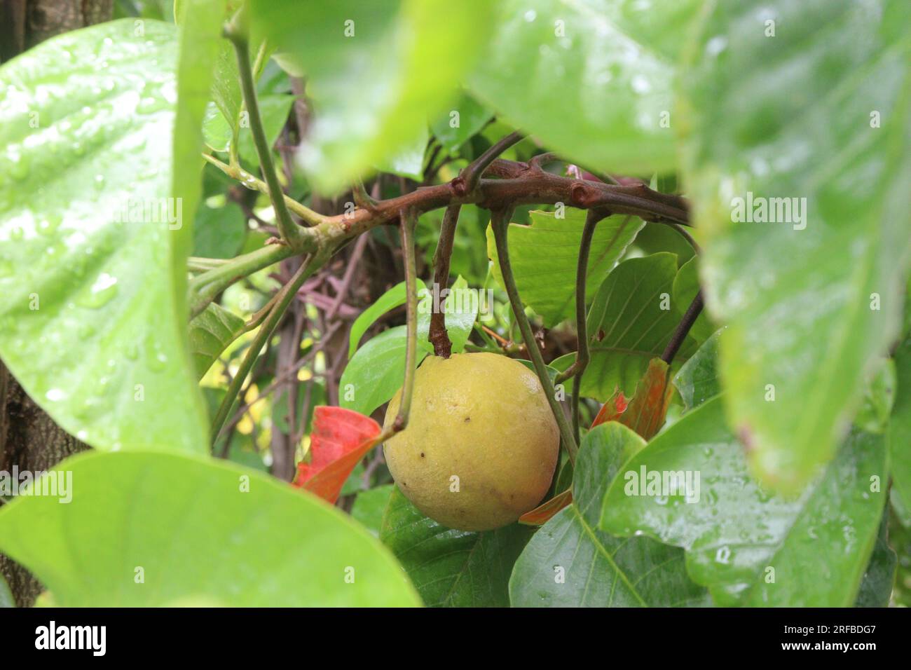 Santol fruit on tree in farm for harvest are cash crops Stock Photo - Alamy
