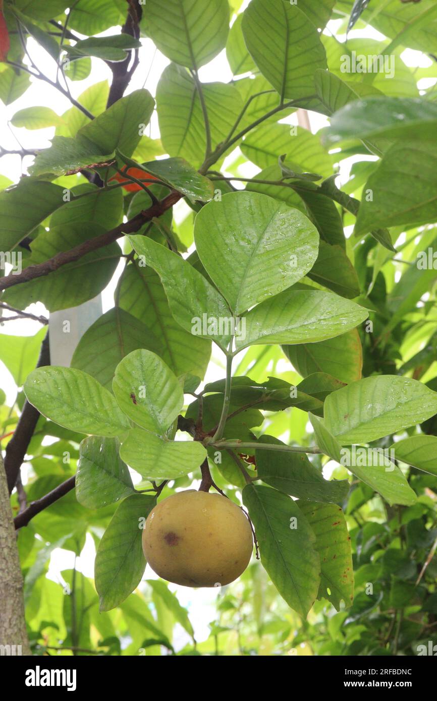 Santol fruit on tree in farm for harvest are cash crops Stock Photo - Alamy