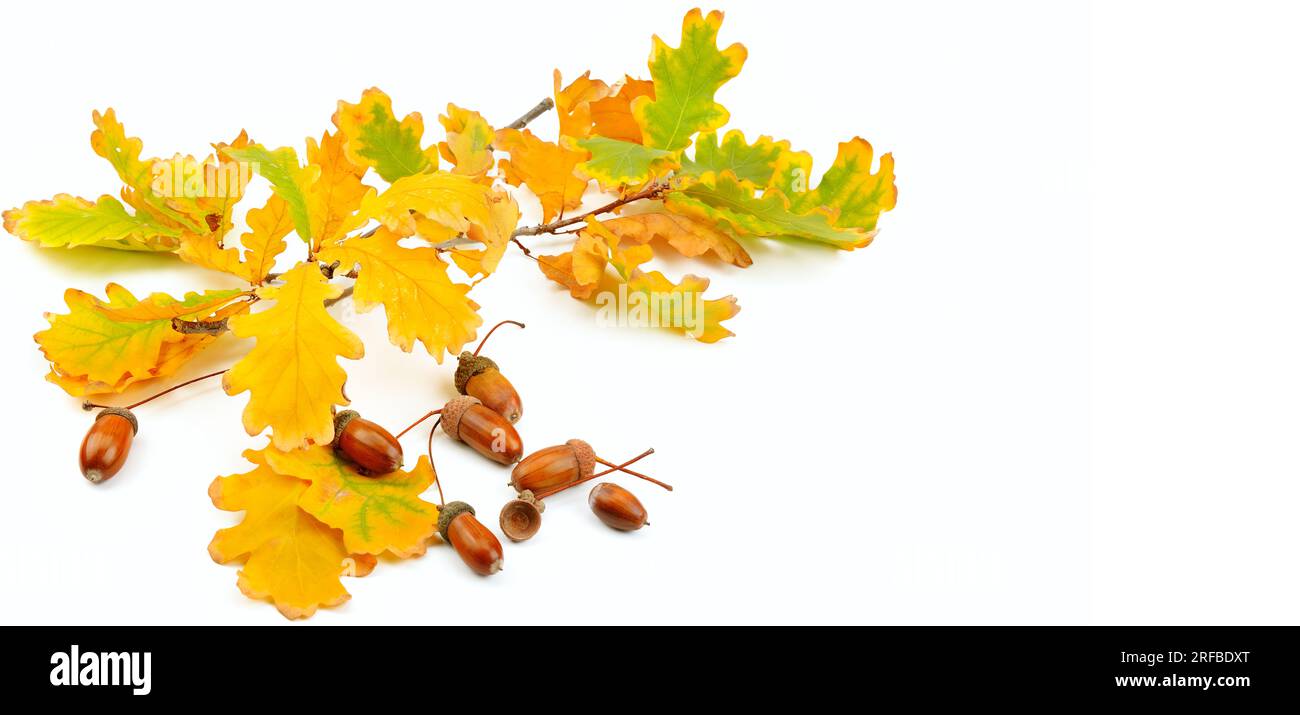 Acorns and oak leaves isolated on white background. Wide photo. Free space for text Stock Photo ...