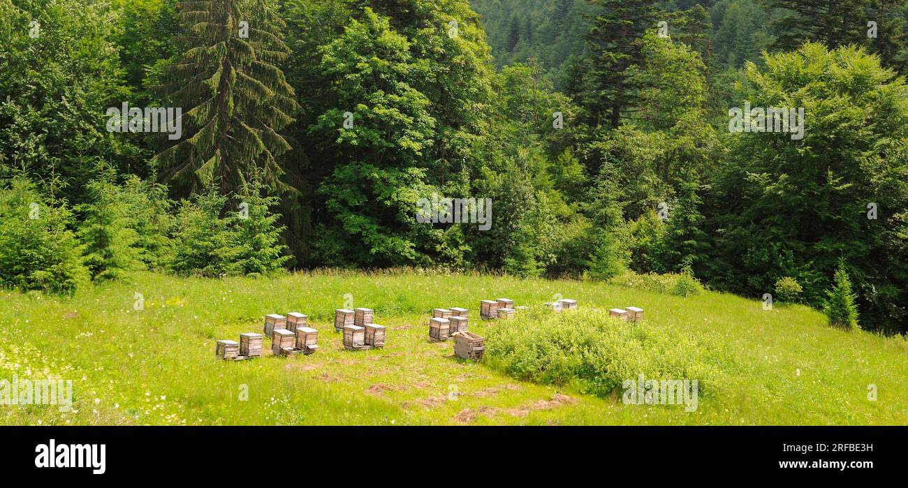 Hives with bees in the apiaries on the outskirts of the forest Stock ...