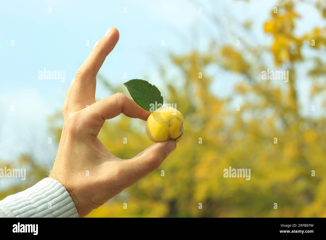 Young quince tree growing hi-res stock photography and images - Alamy