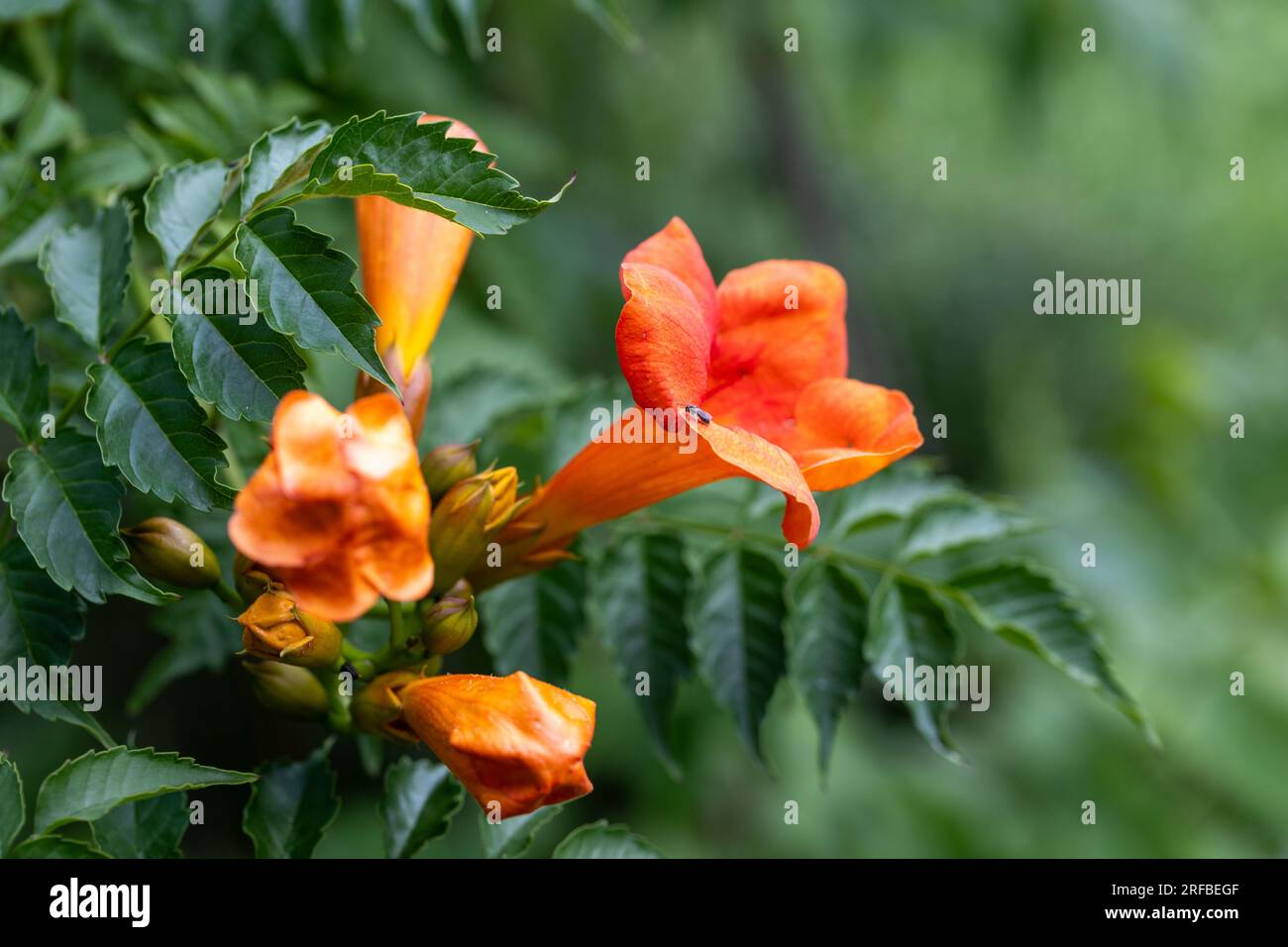 Orange trumpet creeper hi-res stock photography and images - Alamy