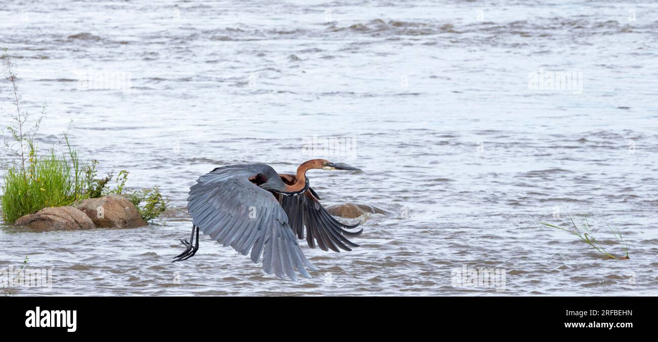 A Goliath Heron flies to a rock it uses as a platform for fishing. They ...