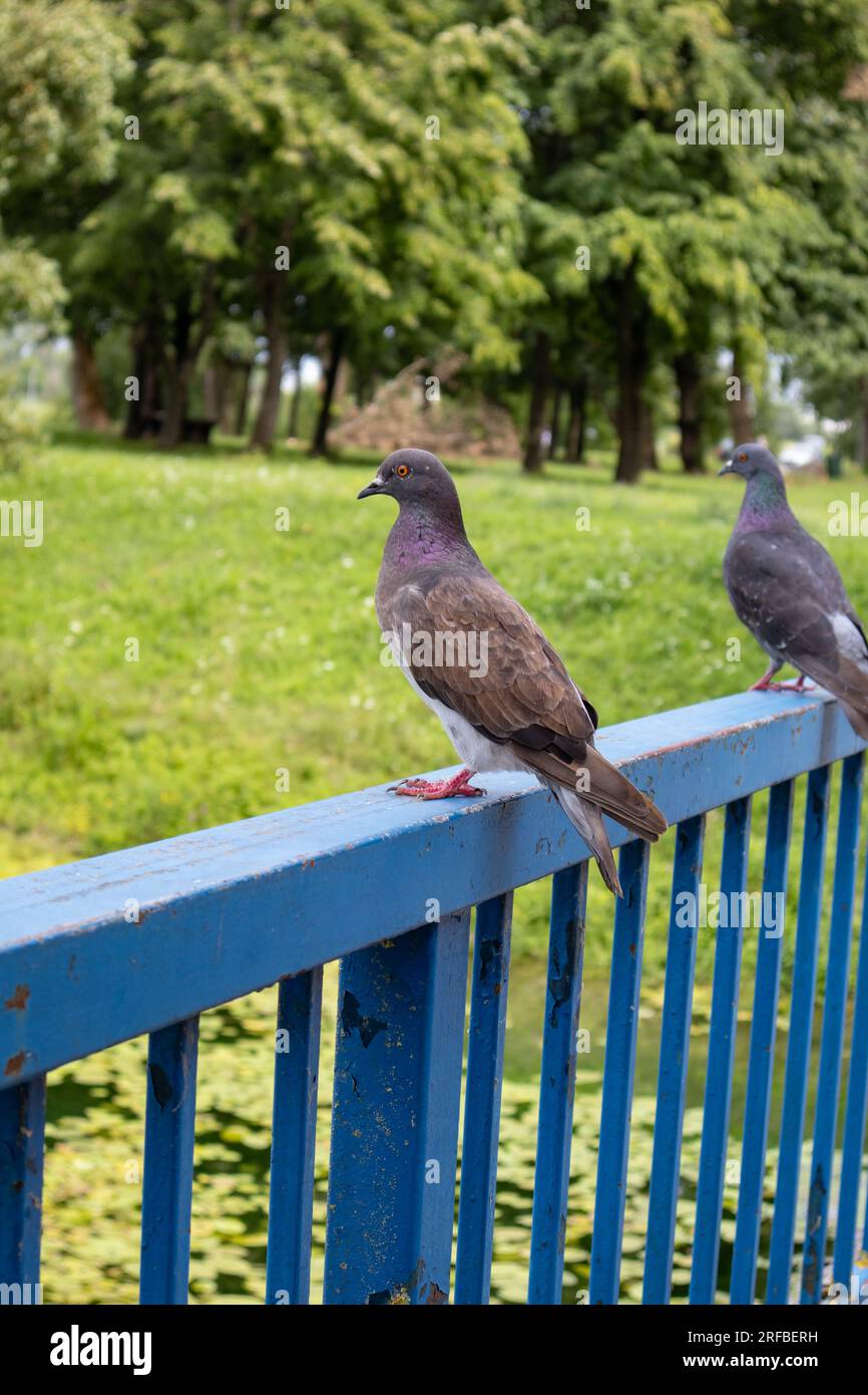 Pigeons two park fence pigeon hi-res stock photography and images - Alamy