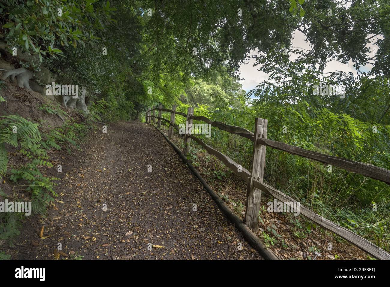 Spooky rocks and woods hi-res stock photography and images - Alamy