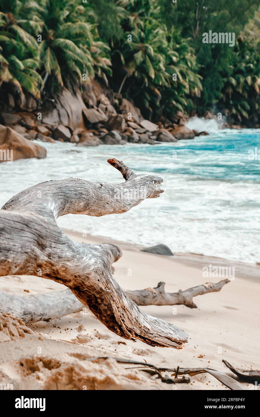 Granite rock palm trees seychelles hi-res stock photography and images ...