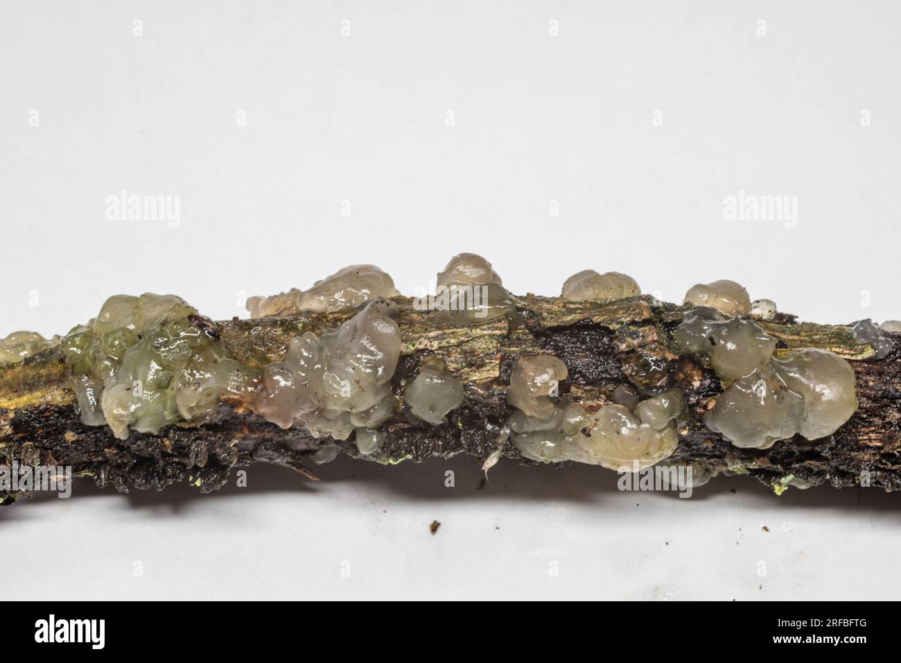 gelatinous tear fungi on dead maple wood Stock Photo - Alamy