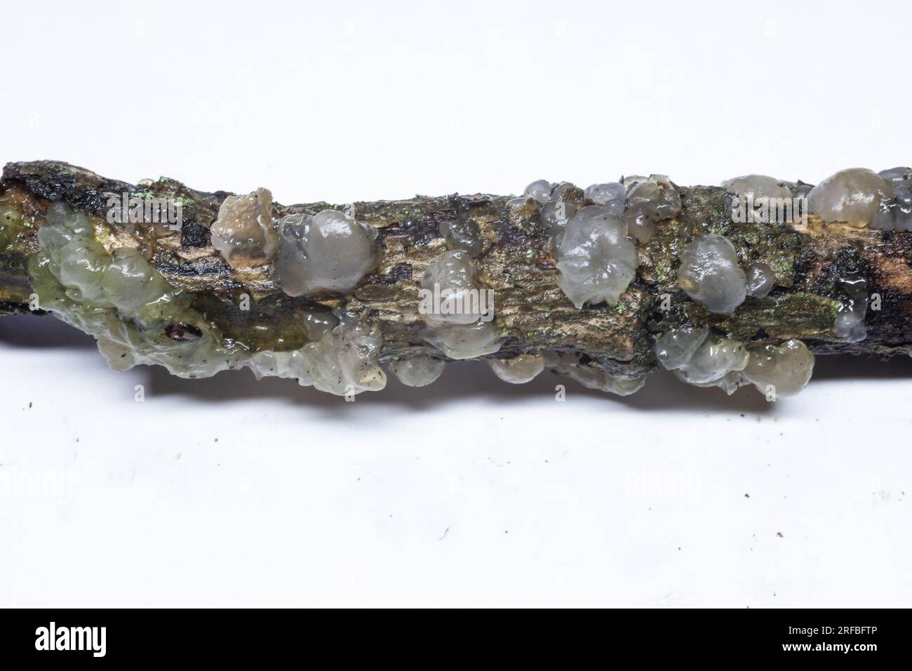 gelatinous tear fungi on dead maple wood Stock Photo - Alamy