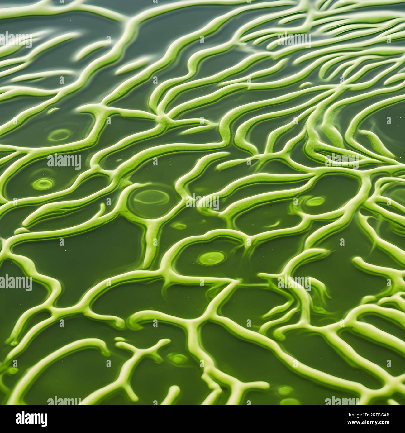 Algae growth in the sea of green and brown algae Stock Photo - Alamy