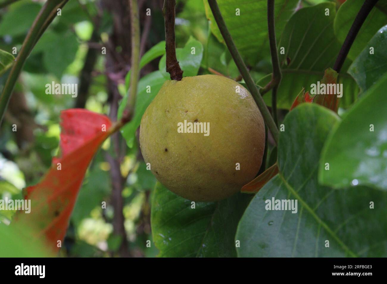 Santol fruit on tree in farm for harvest are cash crops Stock Photo - Alamy