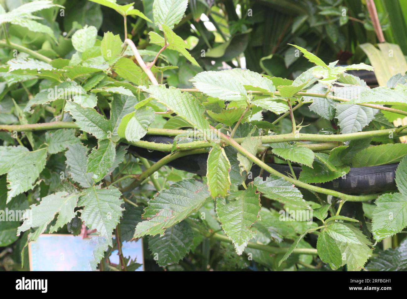 Rubus fruticosus aggregate hi-res stock photography and images - Alamy