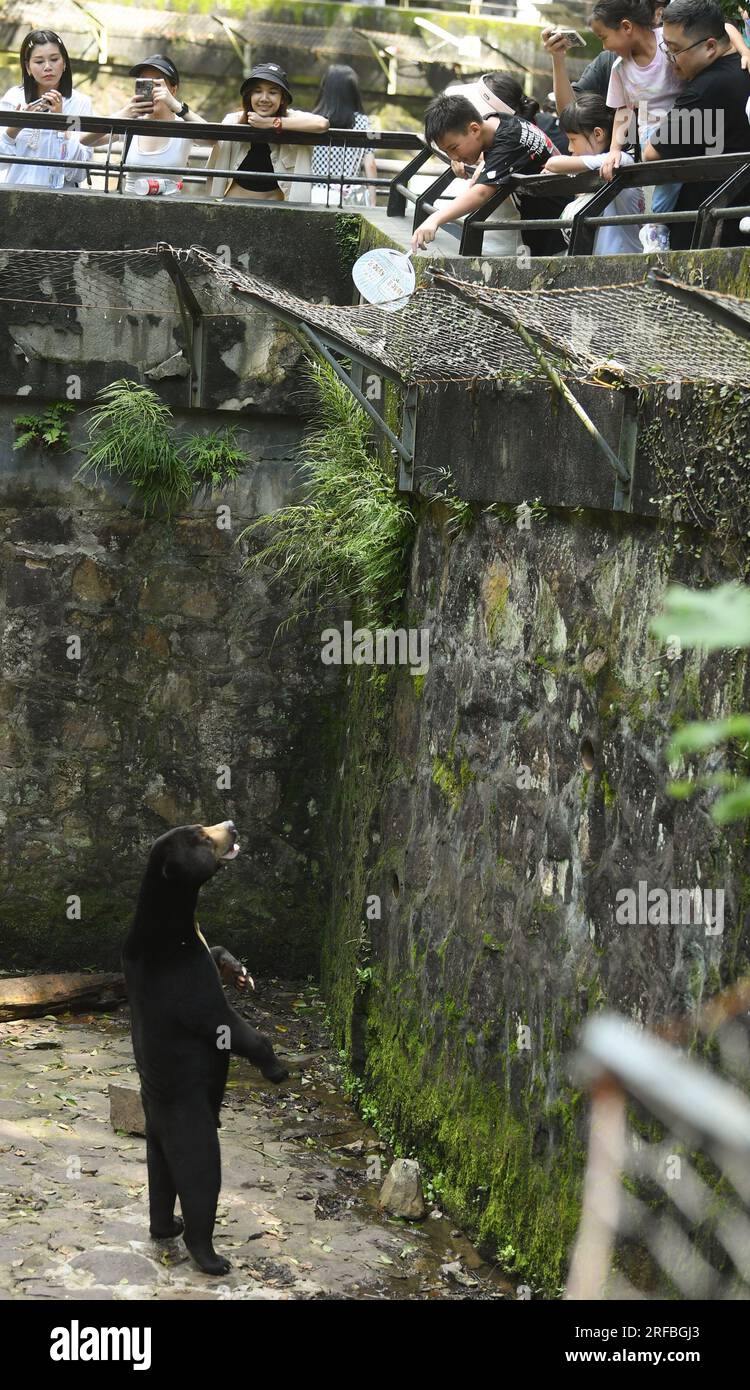 Hangzhou zoo sun bear hi-res stock photography and images - Alamy