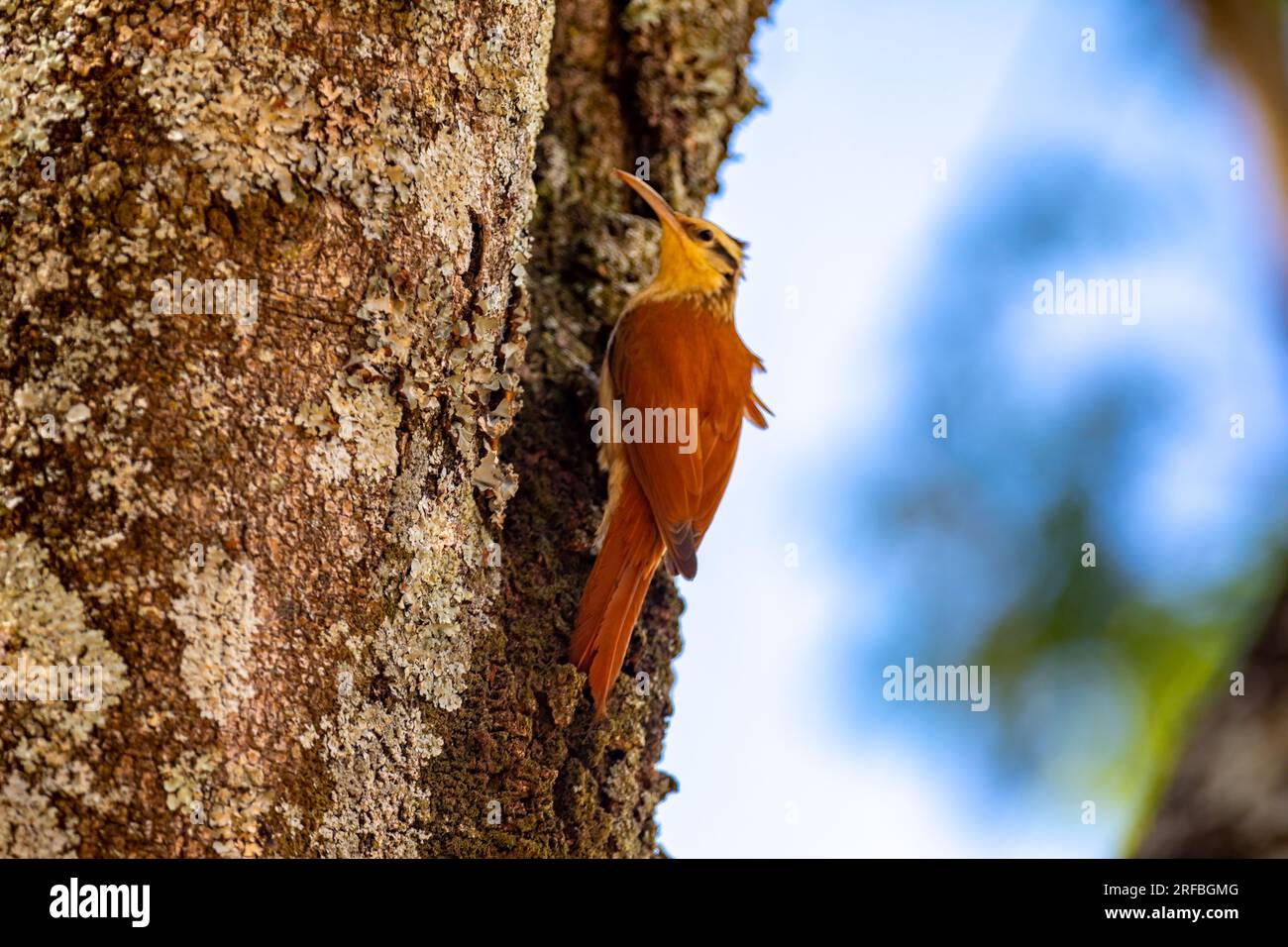 Arapacu do cerrado hi-res stock photography and images - Alamy
