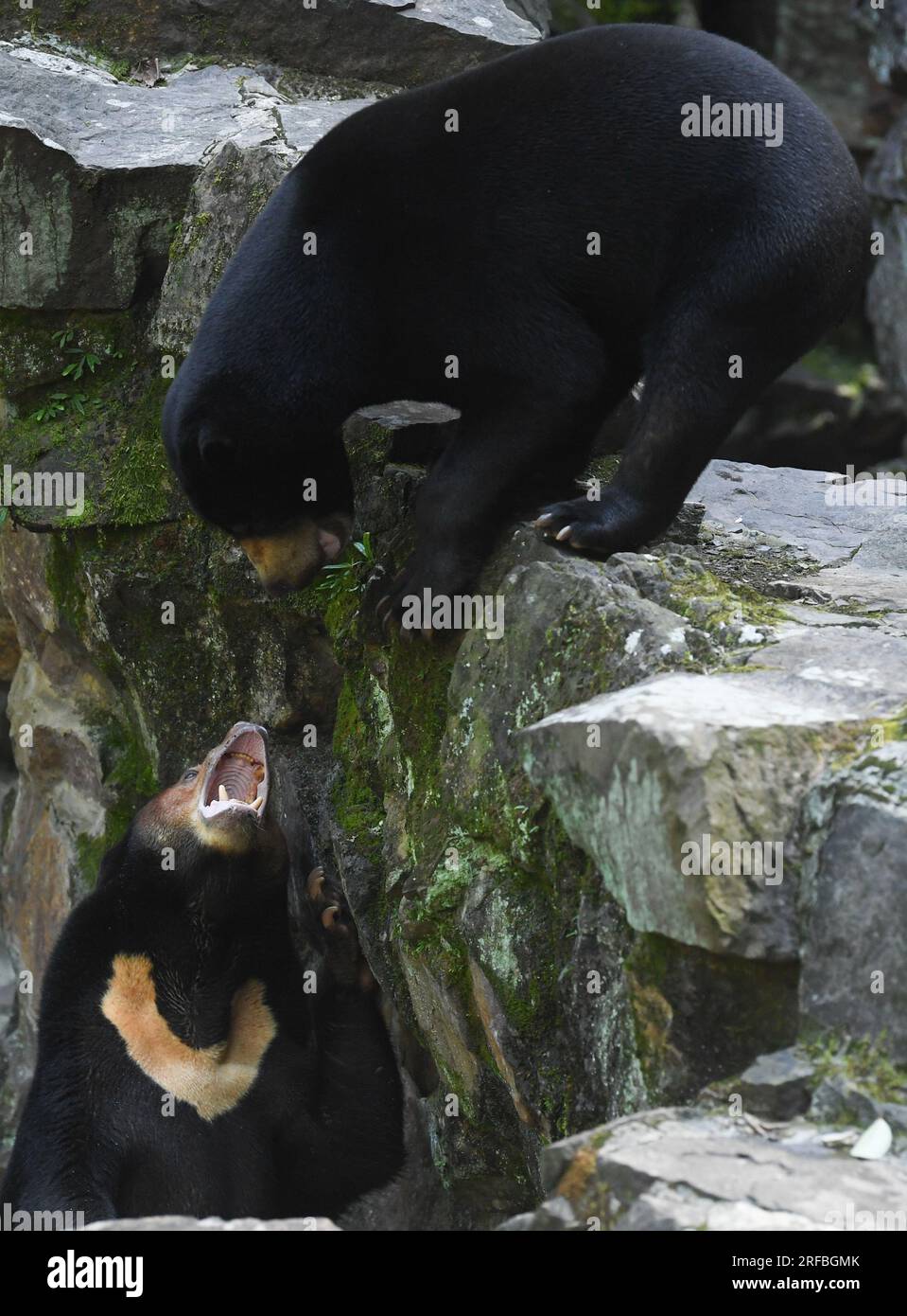 Hangzhou, China's Zhejiang Province. 2nd Aug, 2023. Sun bears play at ...