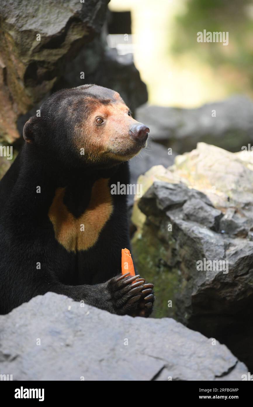 Hangzhou, China's Zhejiang Province. 2nd Aug, 2023. A sun bear eats a ...