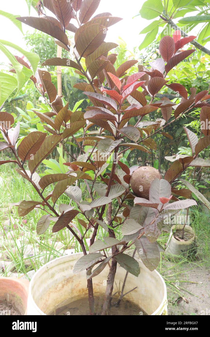 Australian Guava Tree Grafted on pot in farm for harvest are cash crops ...