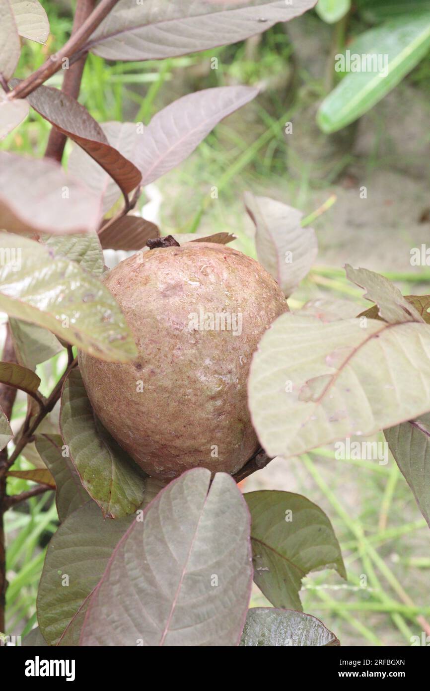 Australian Guava Tree Grafted on pot in farm for harvest are cash crops ...