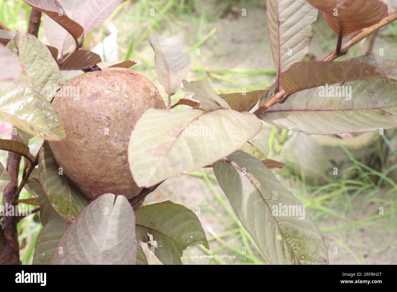 Australian Guava Tree Grafted on pot in farm for harvest are cash crops ...