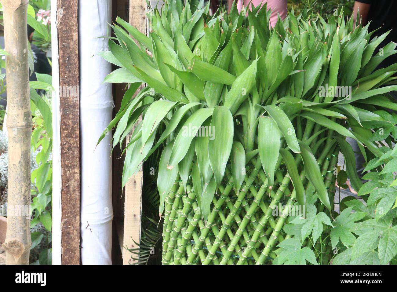 Lucky bamboo plant on pot in farm for harvest are cash crops Stock ...