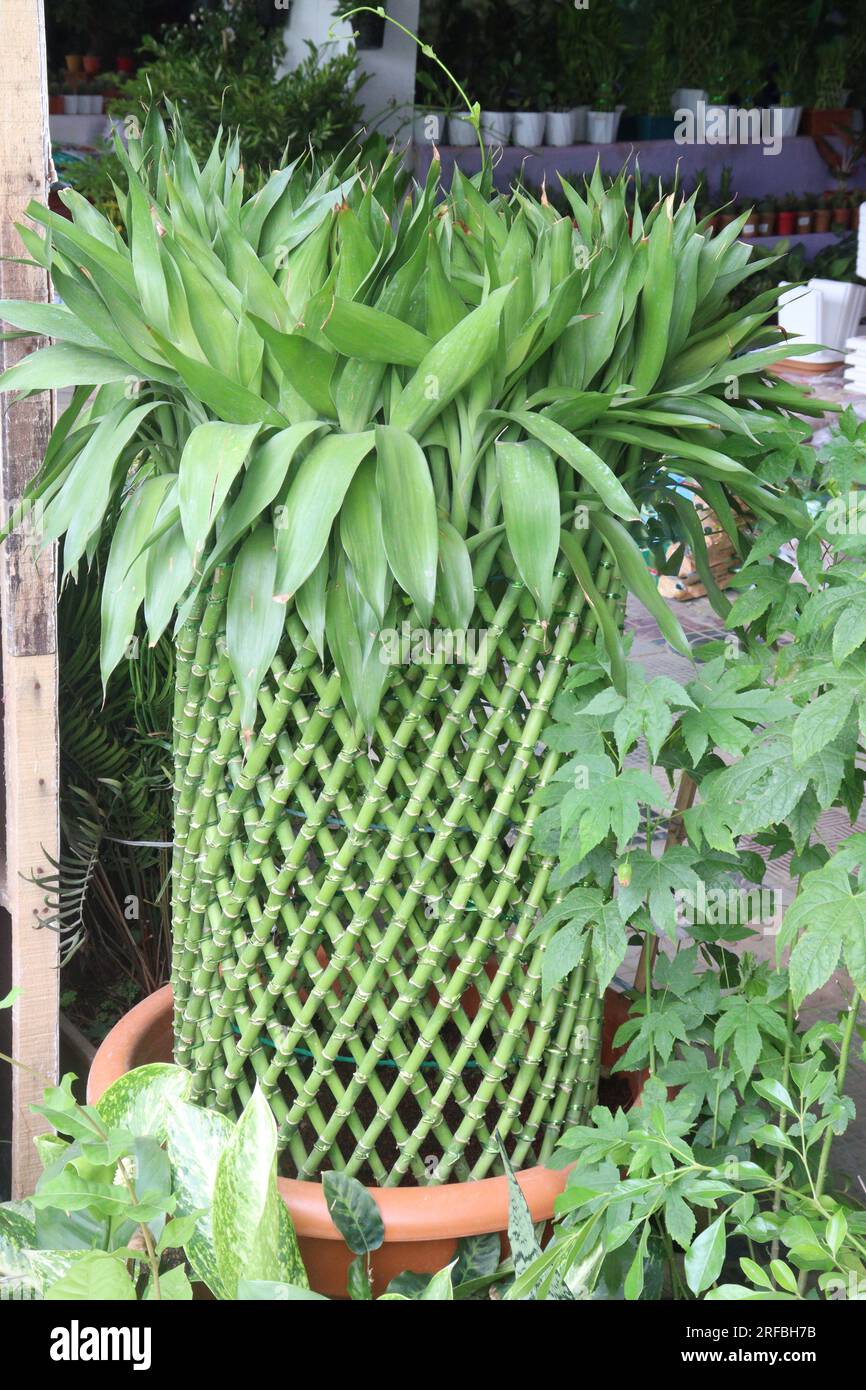 Lucky bamboo plant on pot in farm for harvest are cash crops Stock ...