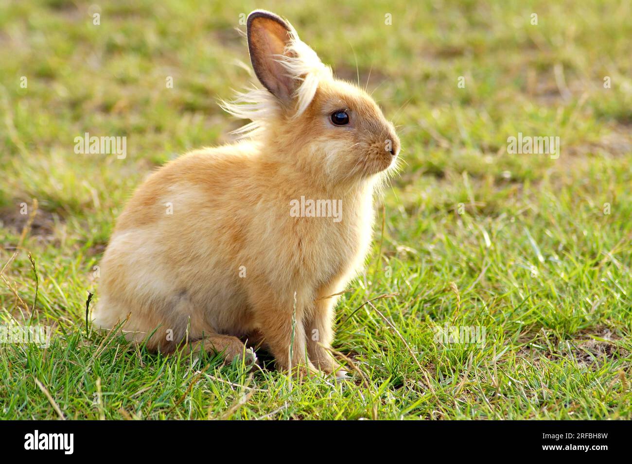 a beautiful little rabbit (bunny) of a red color, sitting on the grass ...