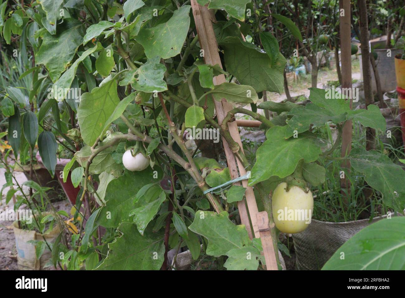 Brinjal on tree in farm for harvest are cash crops Stock Photo - Alamy
