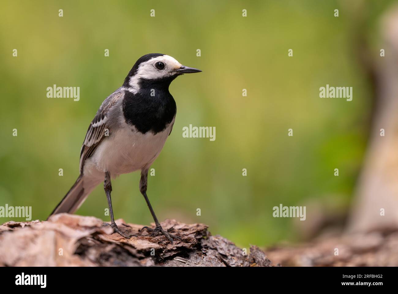 White Wagtail - Motacilla alba, small popular passerine bird from ...
