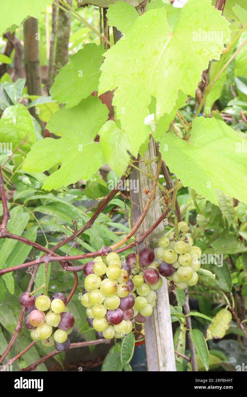 Grape ripening on tree hi-res stock photography and images - Alamy