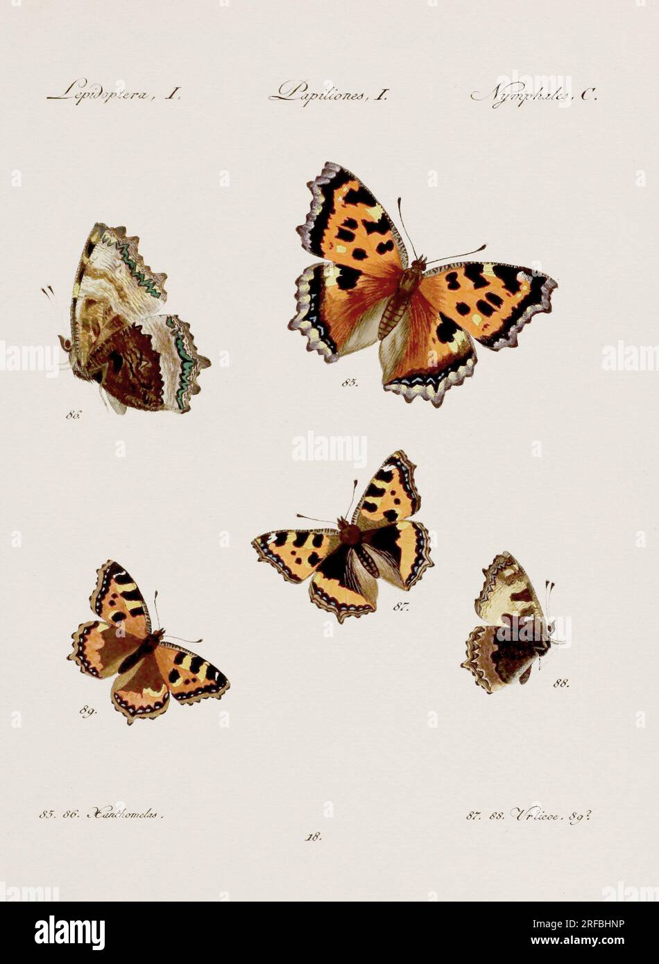 Antique butterfly illustration. German entomology art featuring a ...