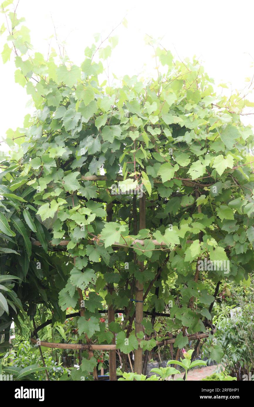 Grape tree plant in farm for harvest are cash crops Stock Photo - Alamy