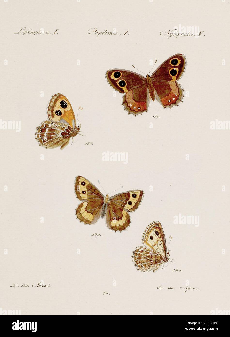 Antique butterfly illustration. German entomology art featuring a ...