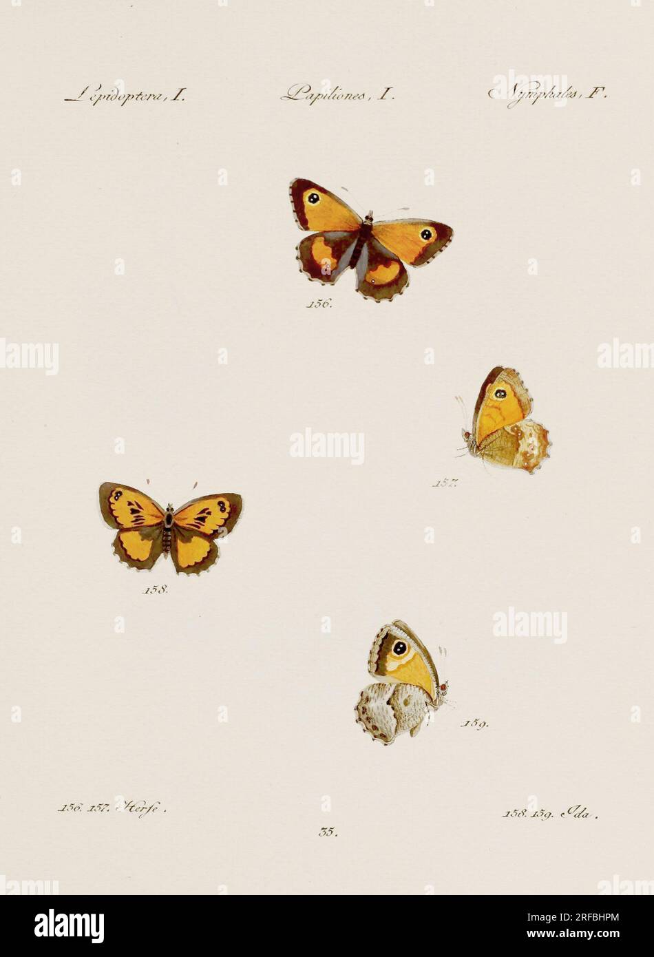 Antique butterfly illustration. German entomology art featuring a ...