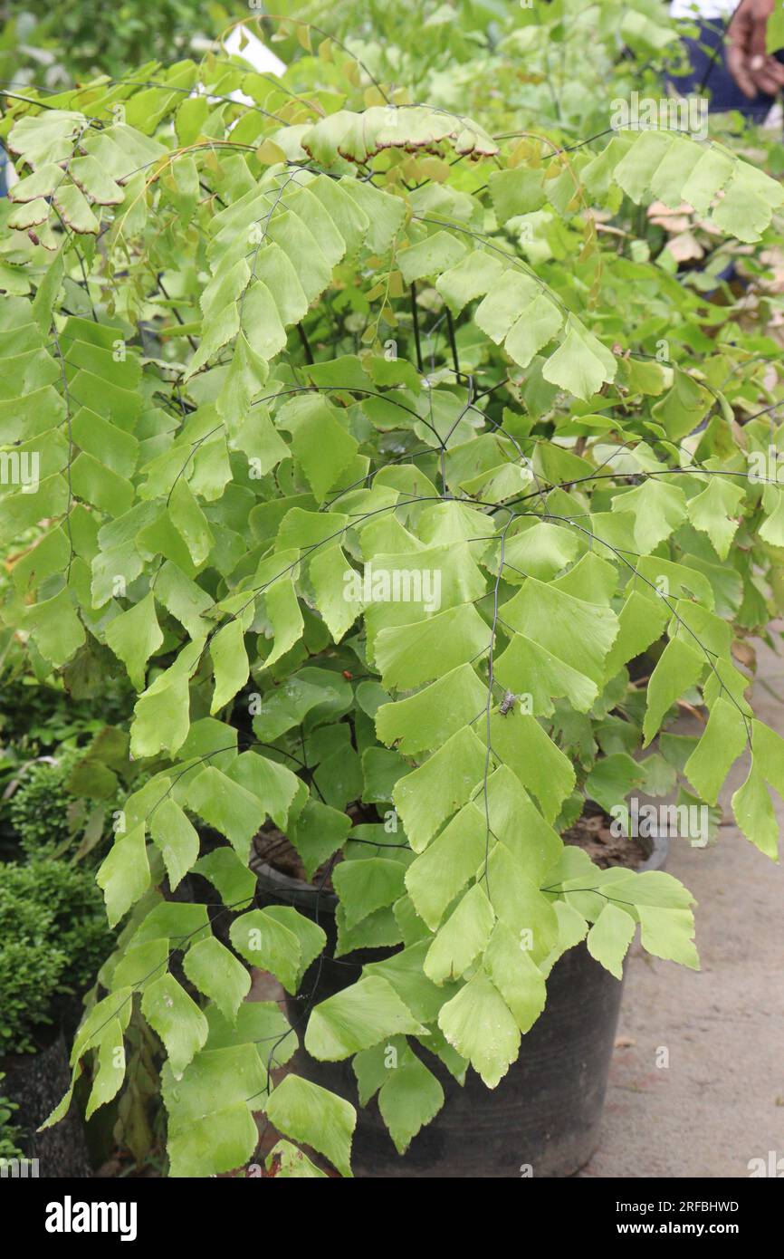Cheilanthes feei Fern leaf plant on farm for harvest are cash crops ...