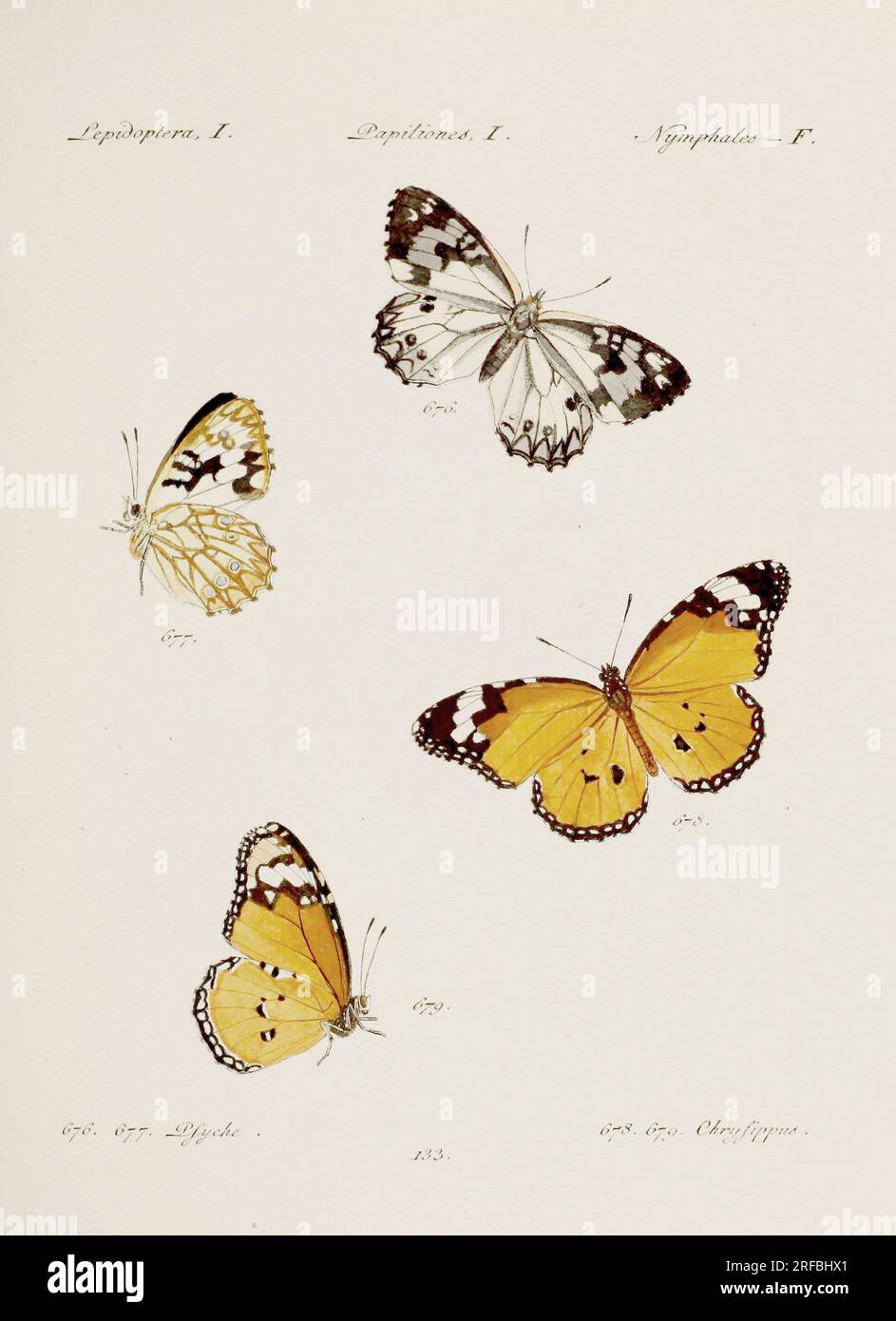 Antique butterfly illustration. German entomology art featuring a ...