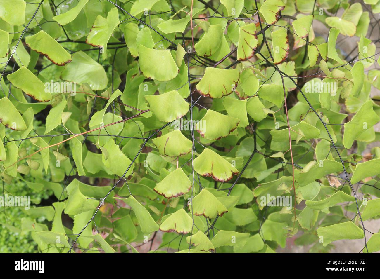 Species of lip fern hi-res stock photography and images - Alamy