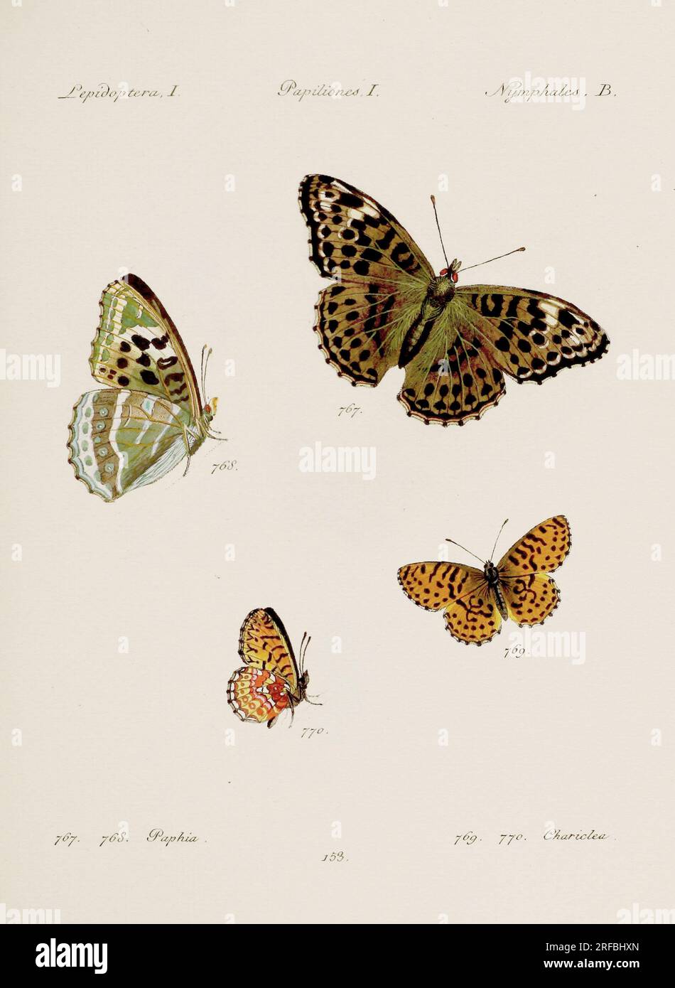 Antique butterfly illustration. German entomology art featuring a ...