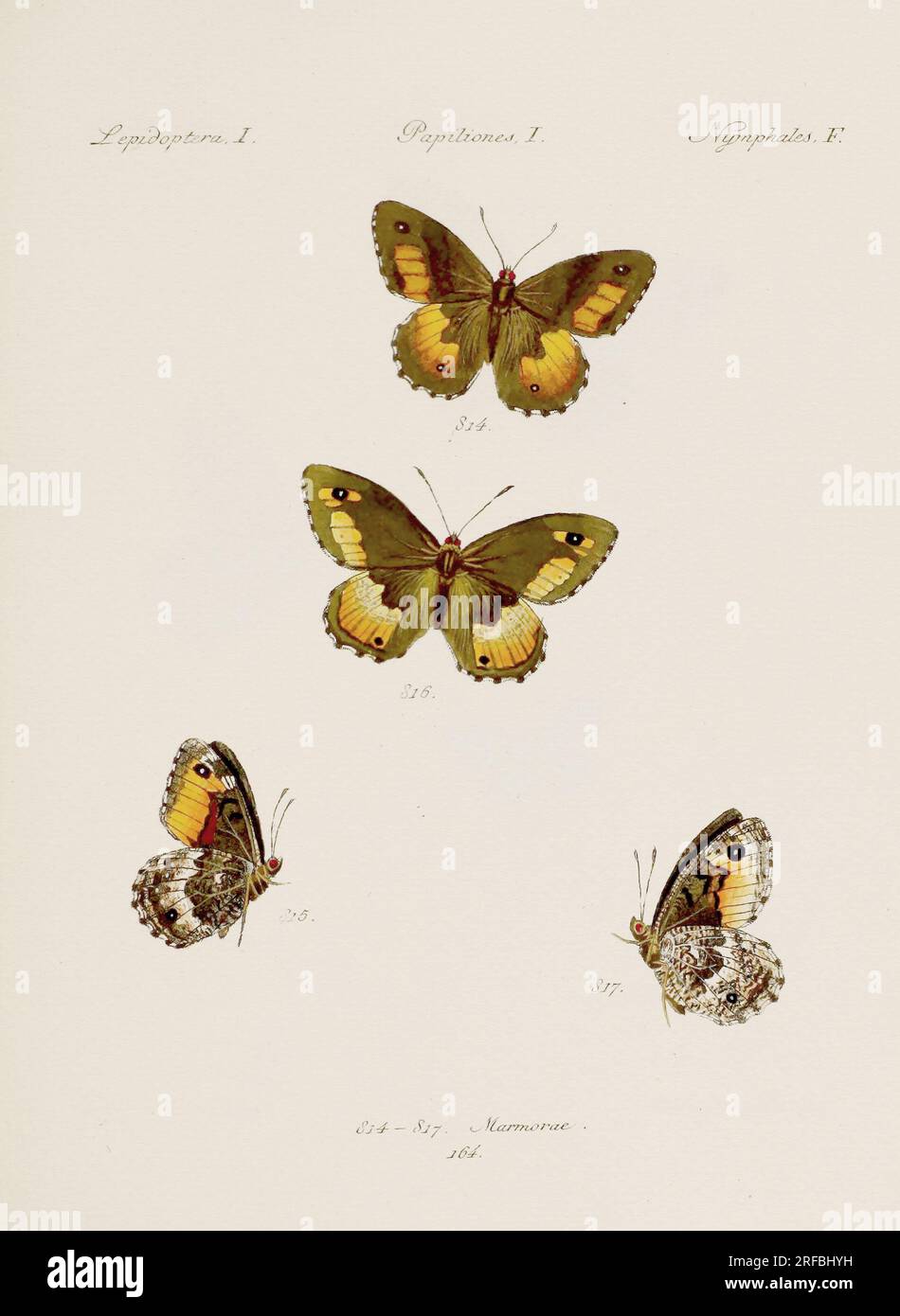 Antique butterfly illustration. German entomology art featuring a ...
