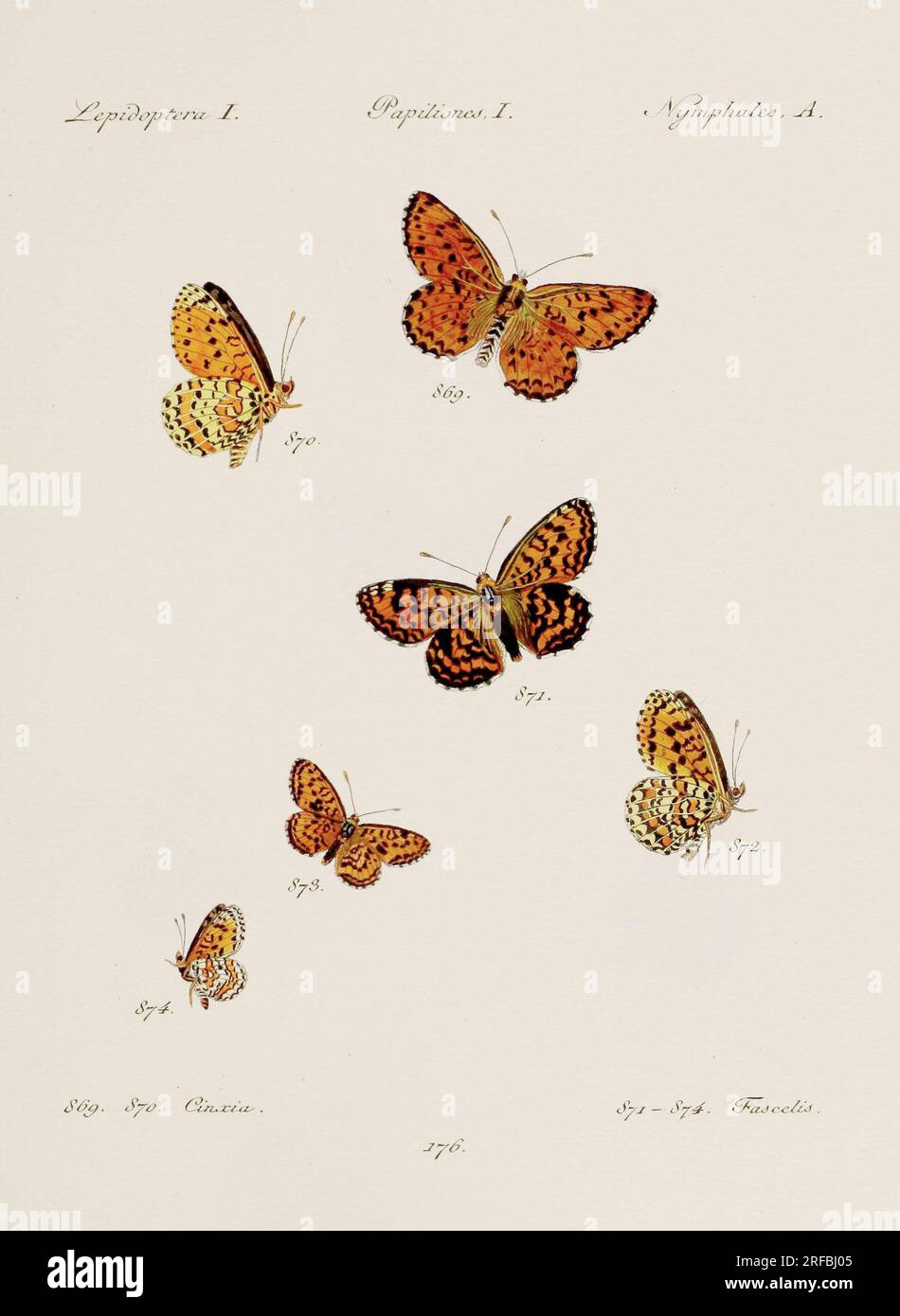 Antique butterfly illustration. German entomology art featuring a ...