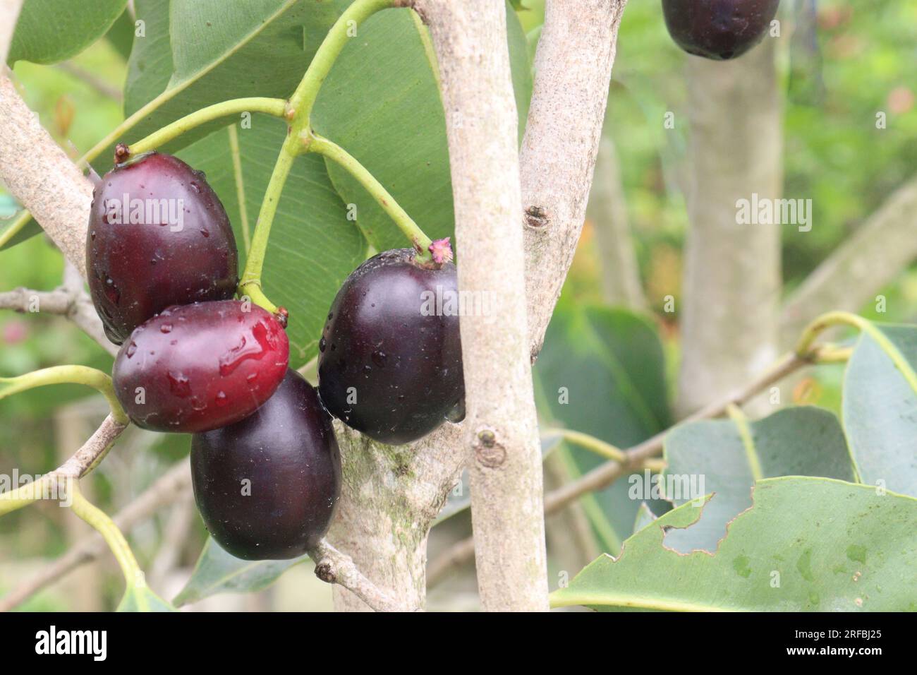 Jamun tree hi-res stock photography and images - Alamy