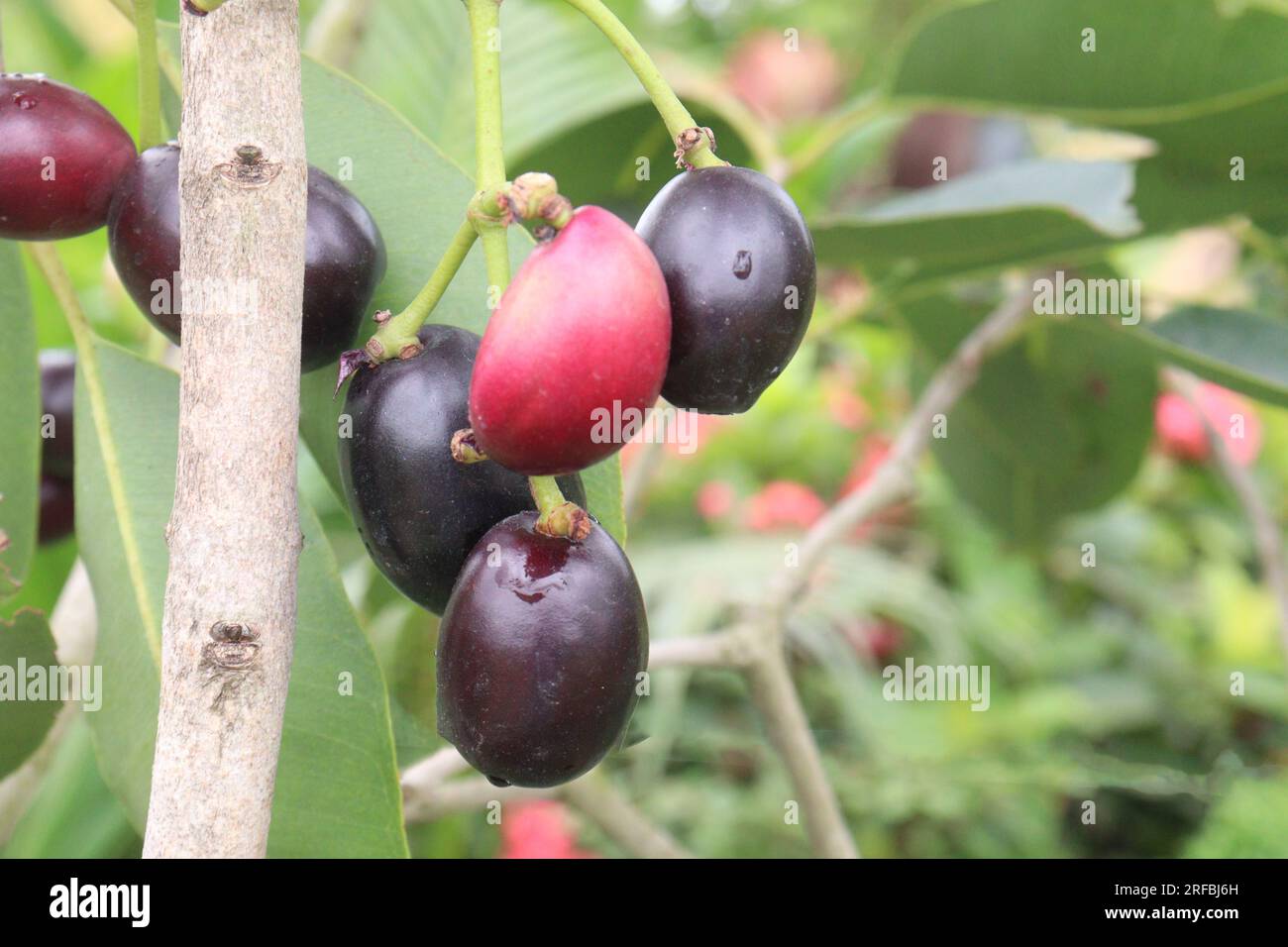 Jamun tree hi-res stock photography and images - Alamy