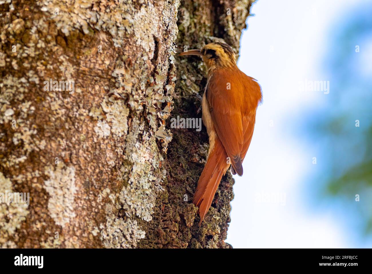 Arapacu do cerrado hi-res stock photography and images - Alamy