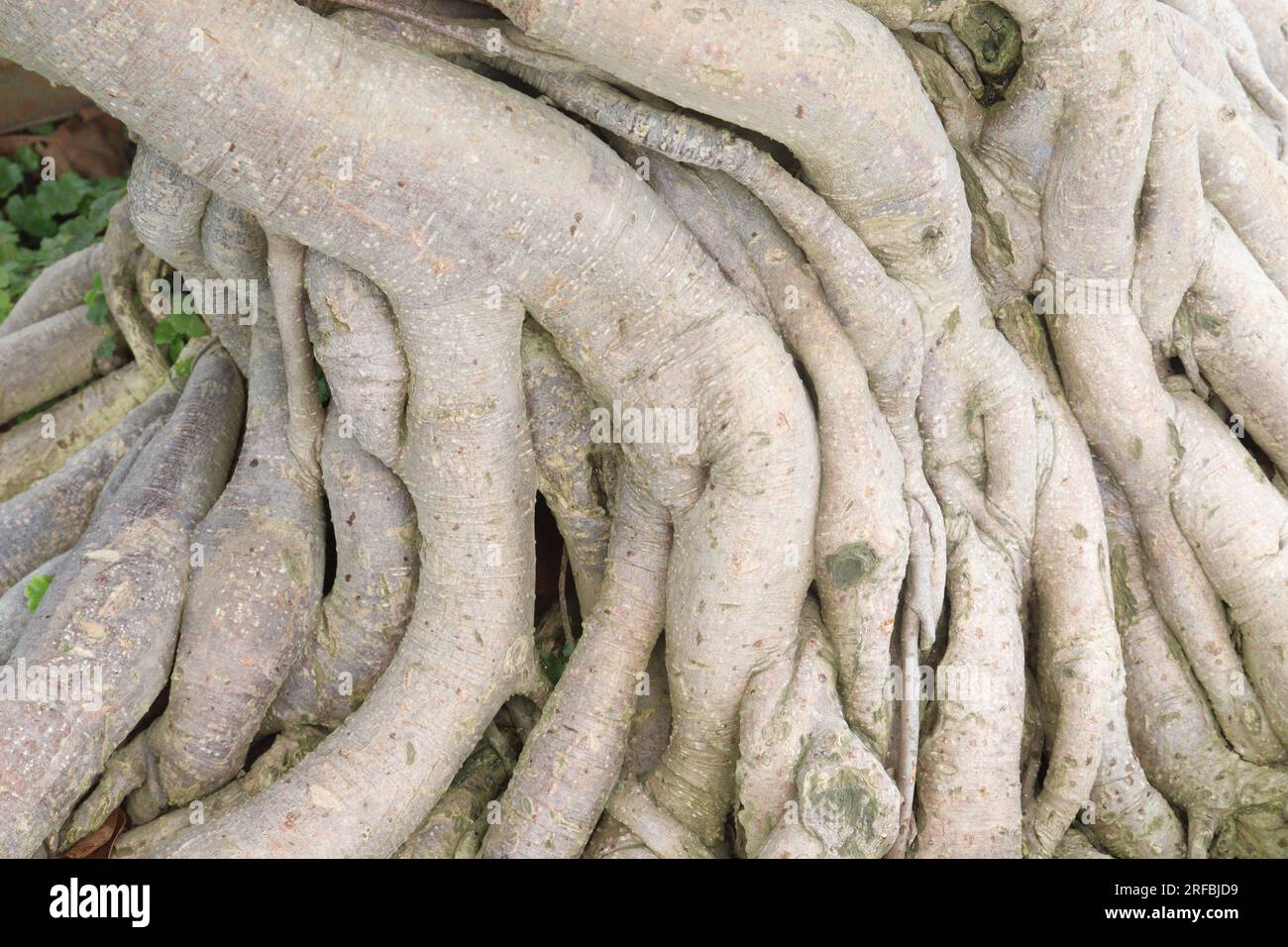 Adenium arabicum tree root on nursery for sell Stock Photo - Alamy