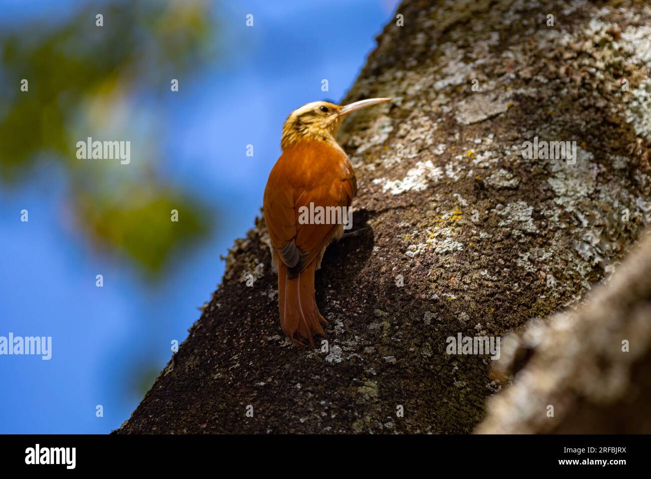 Arapacu do cerrado hi-res stock photography and images - Alamy