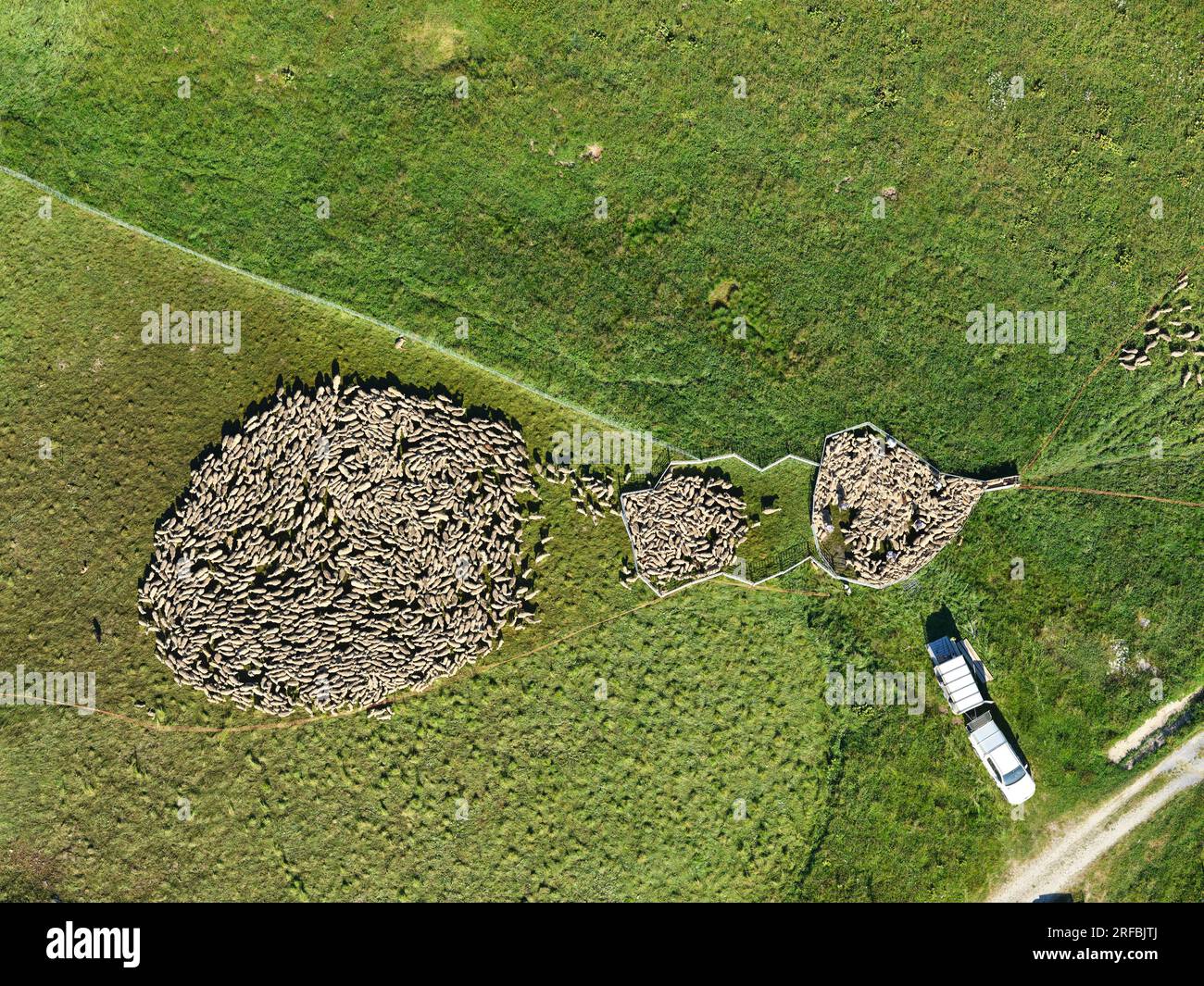 Aerial view herd sheep hi-res stock photography and images - Alamy