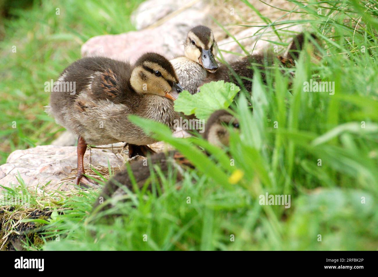 Duck ducklings on shore lake hi-res stock photography and images - Alamy